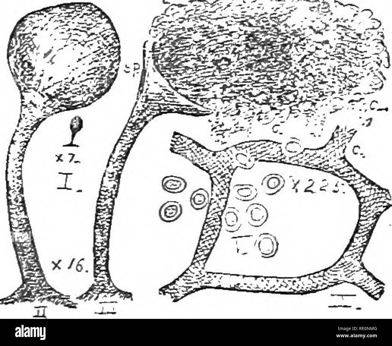 Protophyta hi-res stock photography and images - Alamy