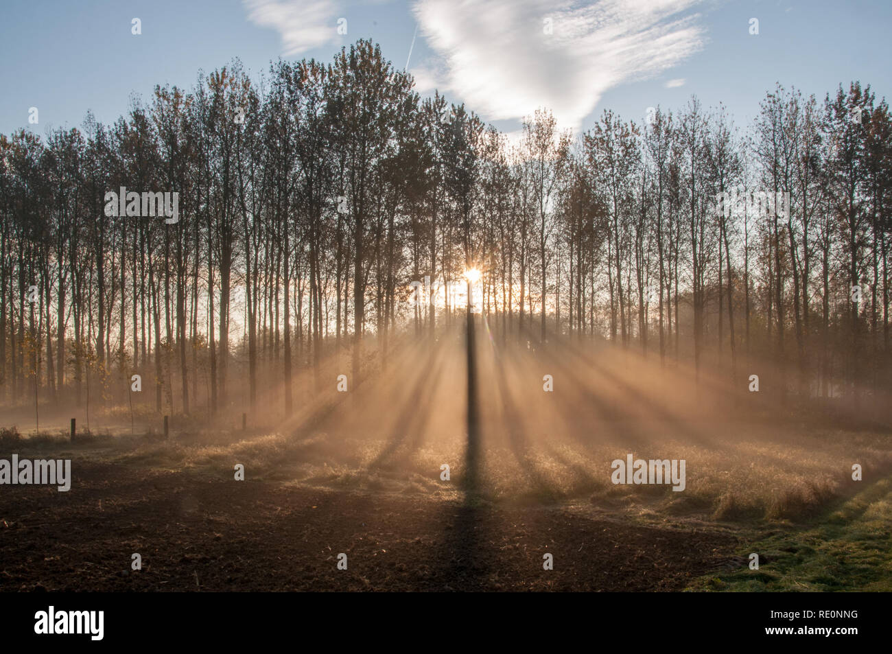 Rays of Sunlight Falling through a line of trees in East-Flanders Stock ...