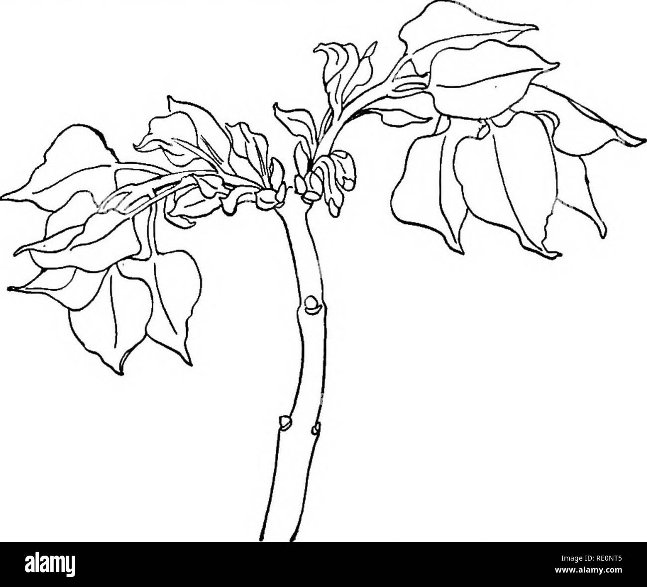 Apical buds Cut Out Stock Images & Pictures - Alamy