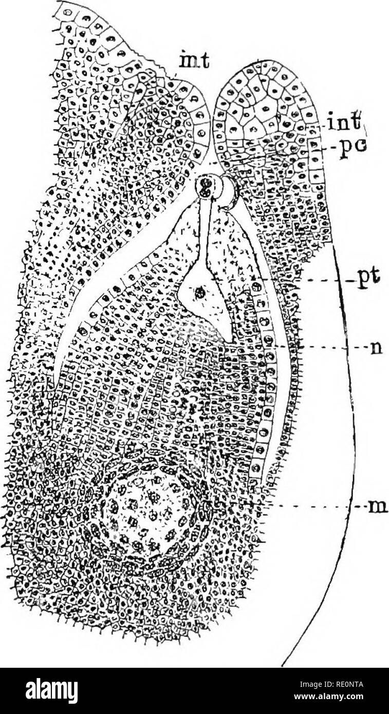 . Elementary botany. Botany. 2IO MORPHOLOG Y. prothallium, and is ...