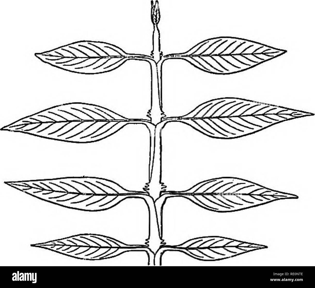 . Practical physiology of plants. Plant physiology; 1894. CH. VIl] YEW ...