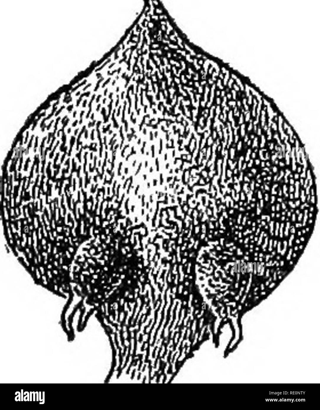 . Elementary botany. Botany. GYMNOSPERMS: WHITE PINE. 207 flower. These ...