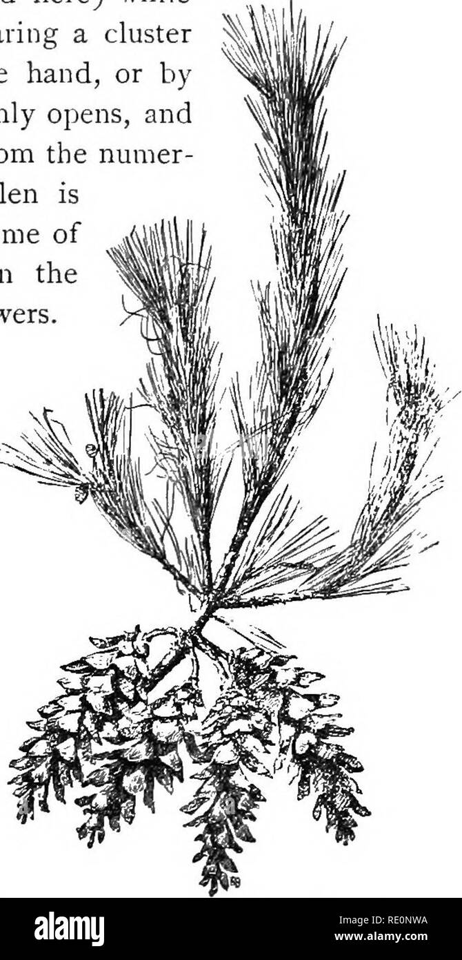 . Elementary botany. Botany. Fig. 256. White pine, branch with cluster ...
