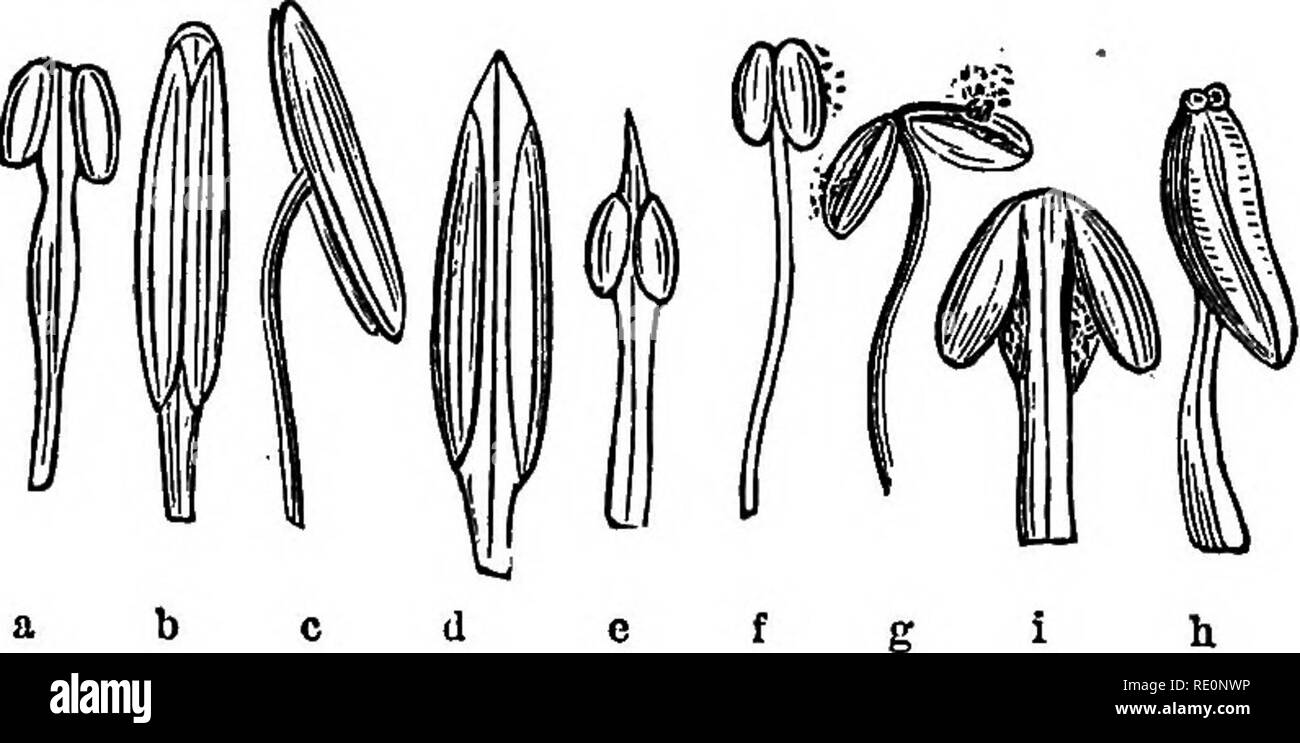 . Practical botany, structural and systematic, the latter portion being ...