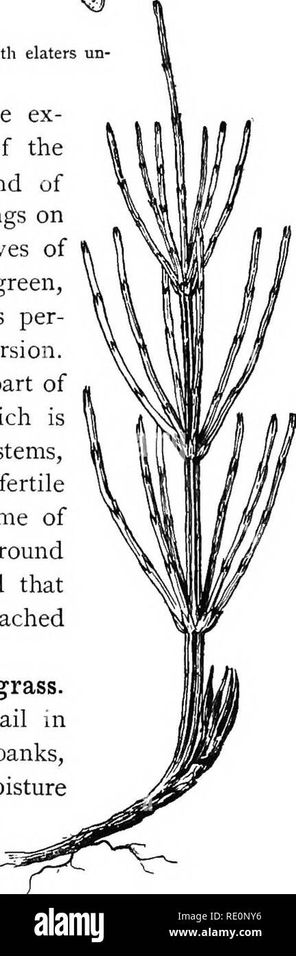 Equisetum Labeled