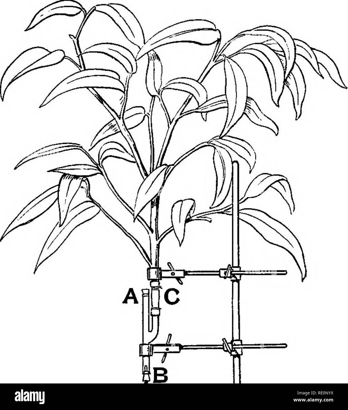 Potometer Black and White Stock Photos & Images - Alamy