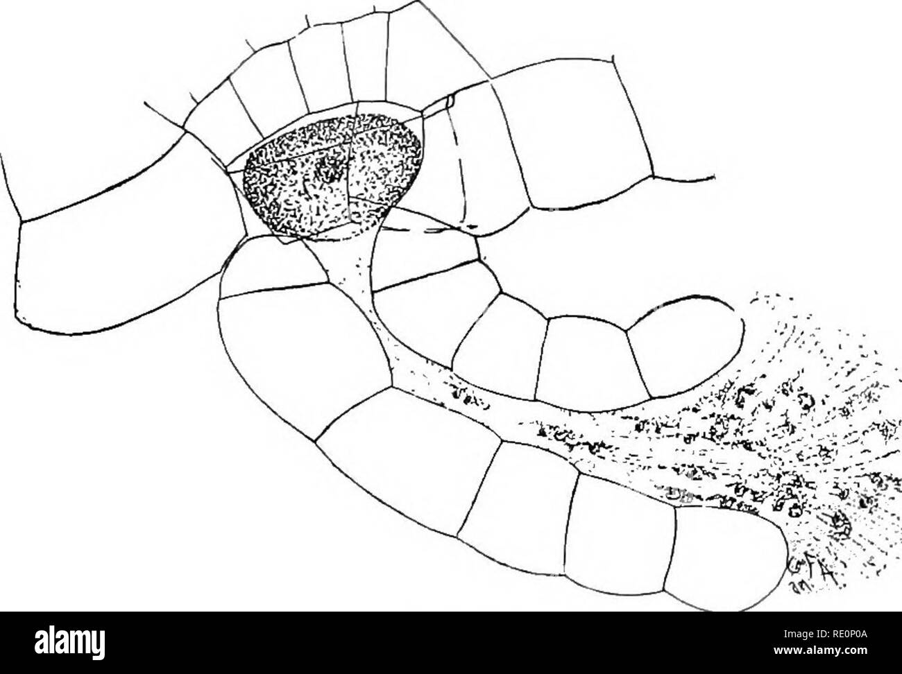 . Elementary botany. Botany. 182 MORPHOLOGY. the archegonia. One of ...