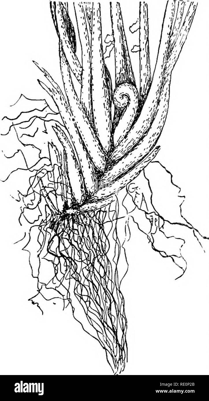 Spore case Cut Out Stock Images & Pictures - Alamy