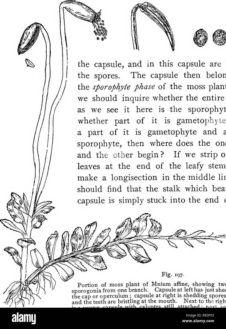 . Elementary botany. Botany. MOSSES. 159 of mosses, and is one way in ...
