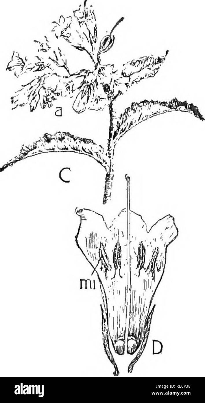 . Nature and development of plants. Botany. FiG. 330. Fig. 329. Flower ...