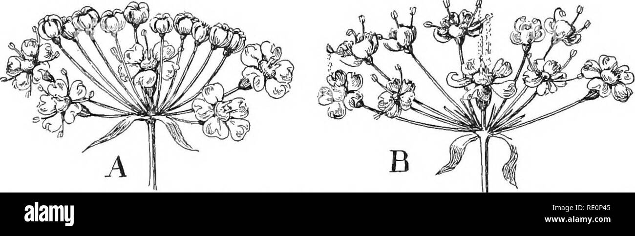 Umbellales hi-res stock photography and images - Alamy