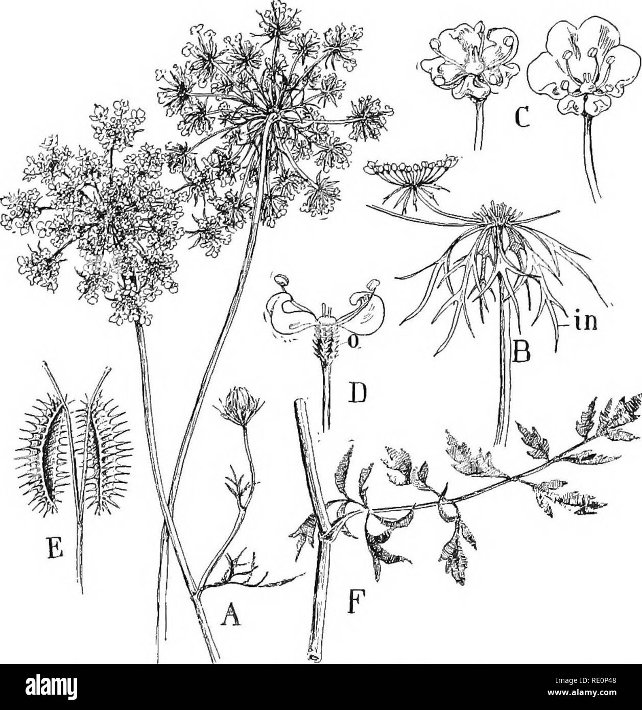. Nature and development of plants. Botany. 466 THE UMBELLALES usually ...