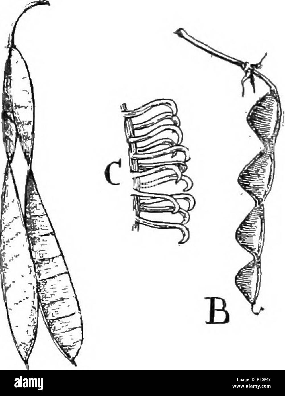 . Nature and development of plants. Botany. DEVELOPMENT OF PLANTS 455 ...