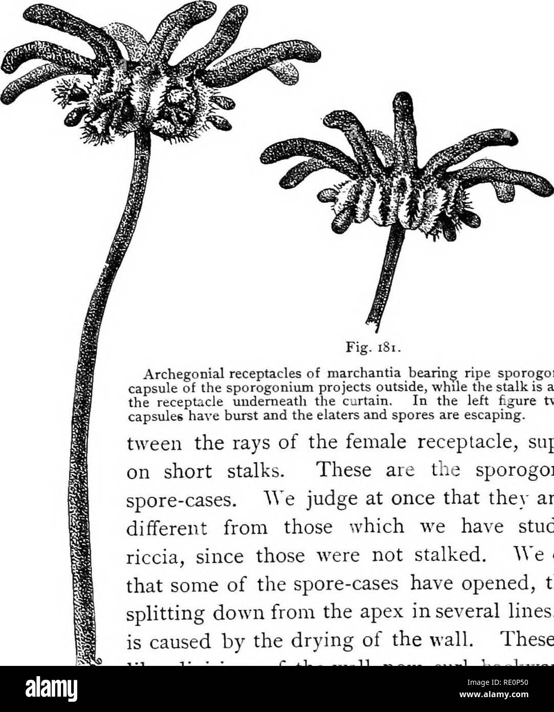 Sporogonia hi-res stock photography and images - Alamy