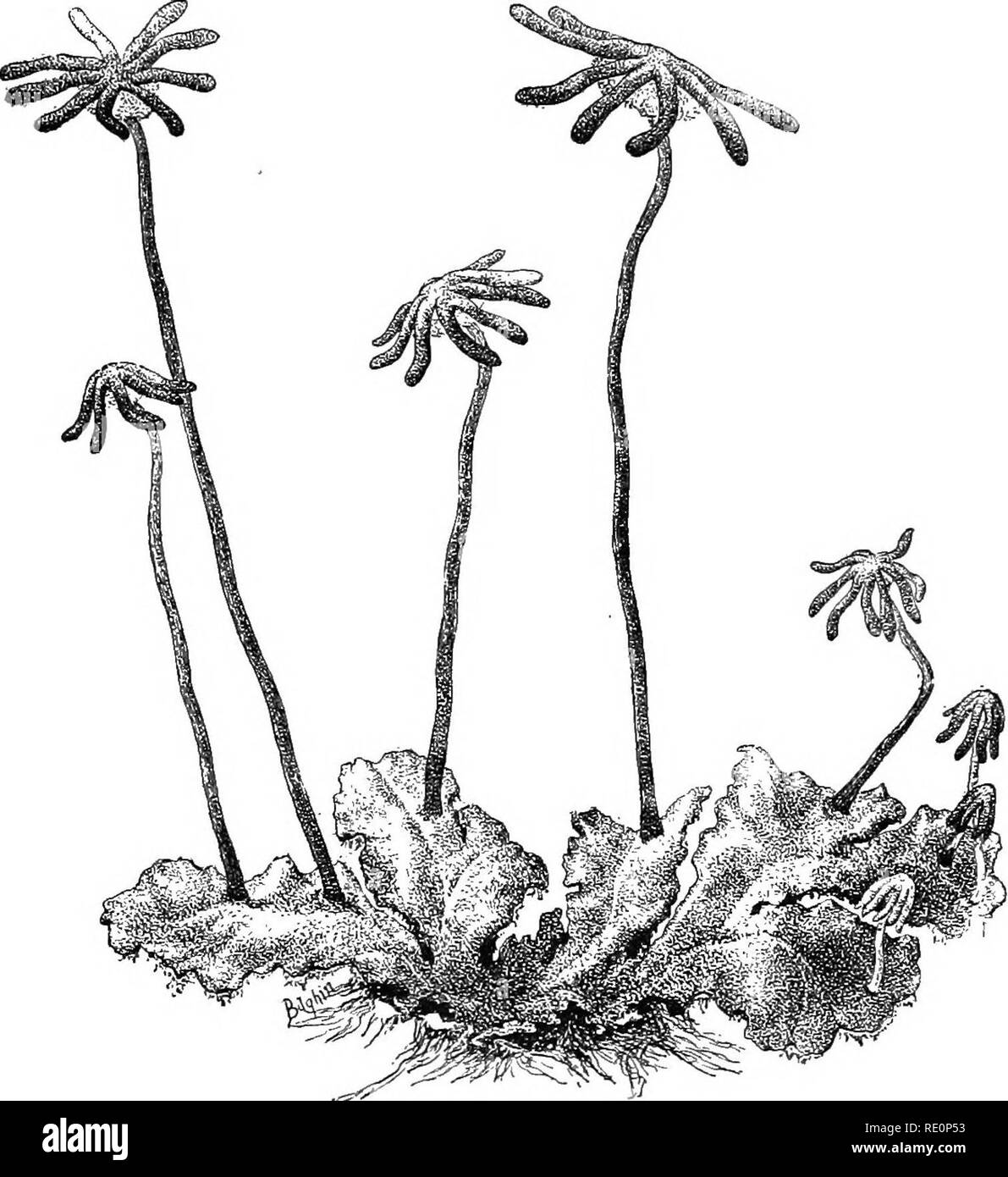 Marchantia Archegoniophore Labeled