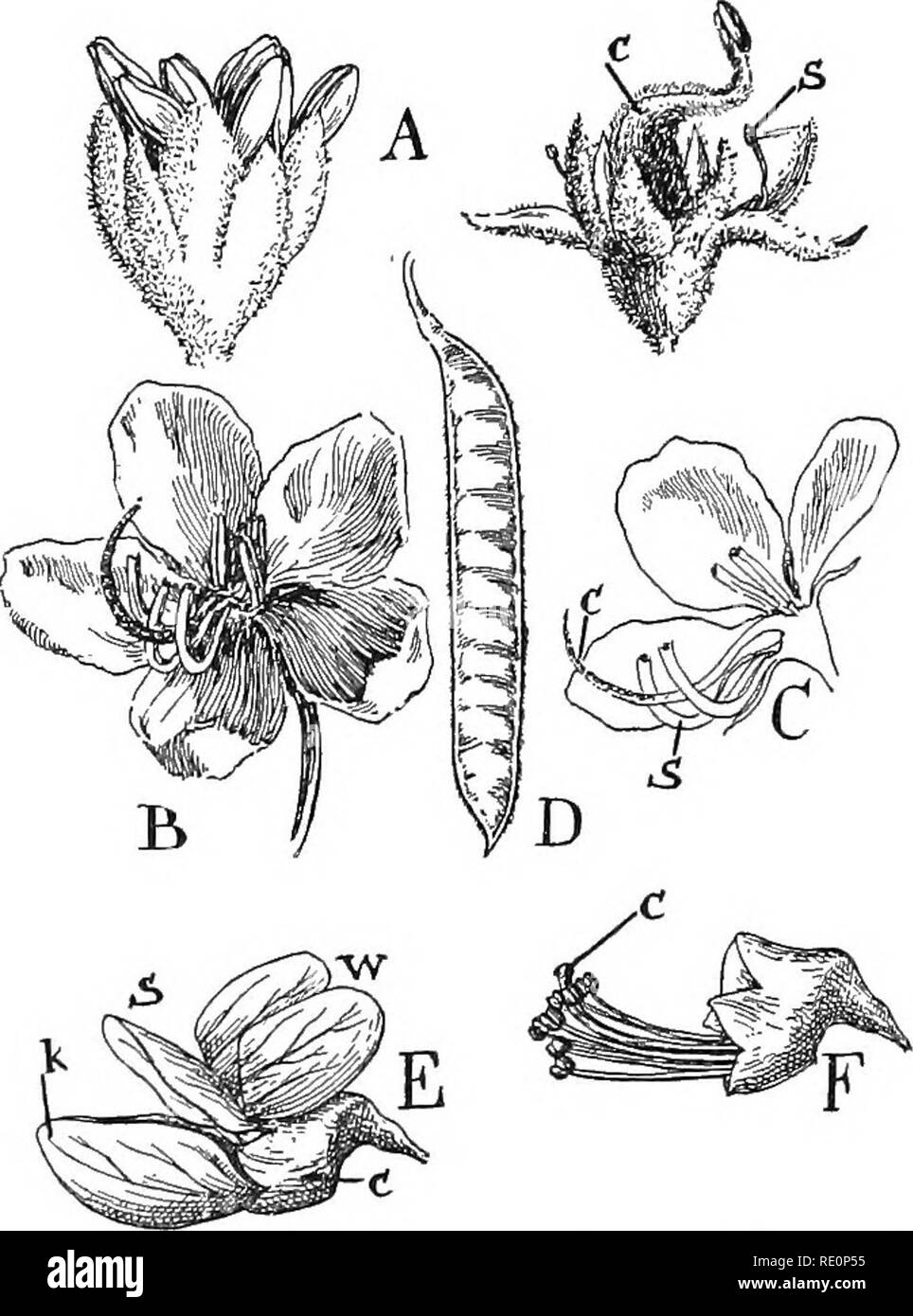 . Nature and development of plants. Botany. 452 THE ROSALES make a very ...