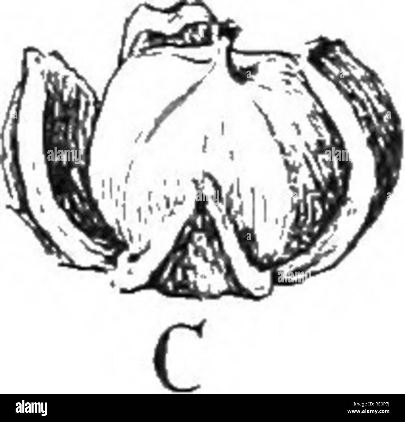 . Nature and development of plants. Botany. s?t^ Fig. 301. Flower and ...