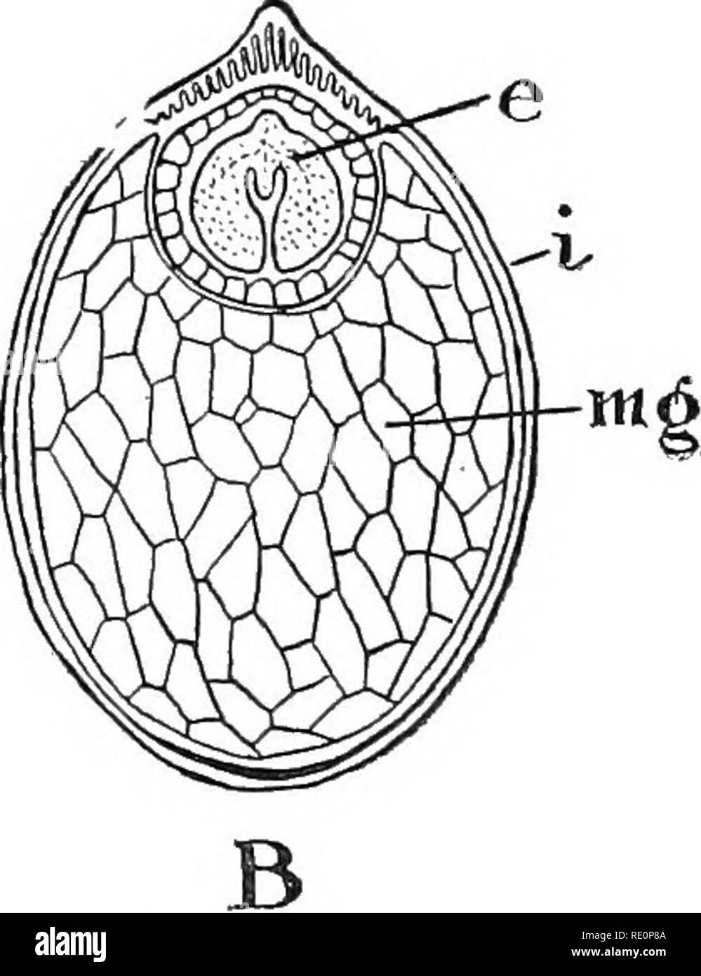 . Nature and development of plants. Botany. Ficl. 296. Structure of ...