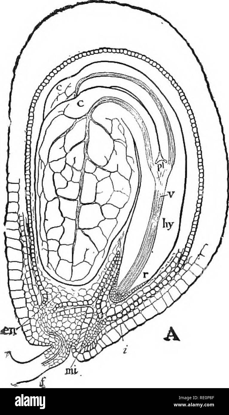 Epicotyl hi-res stock photography and images - Alamy