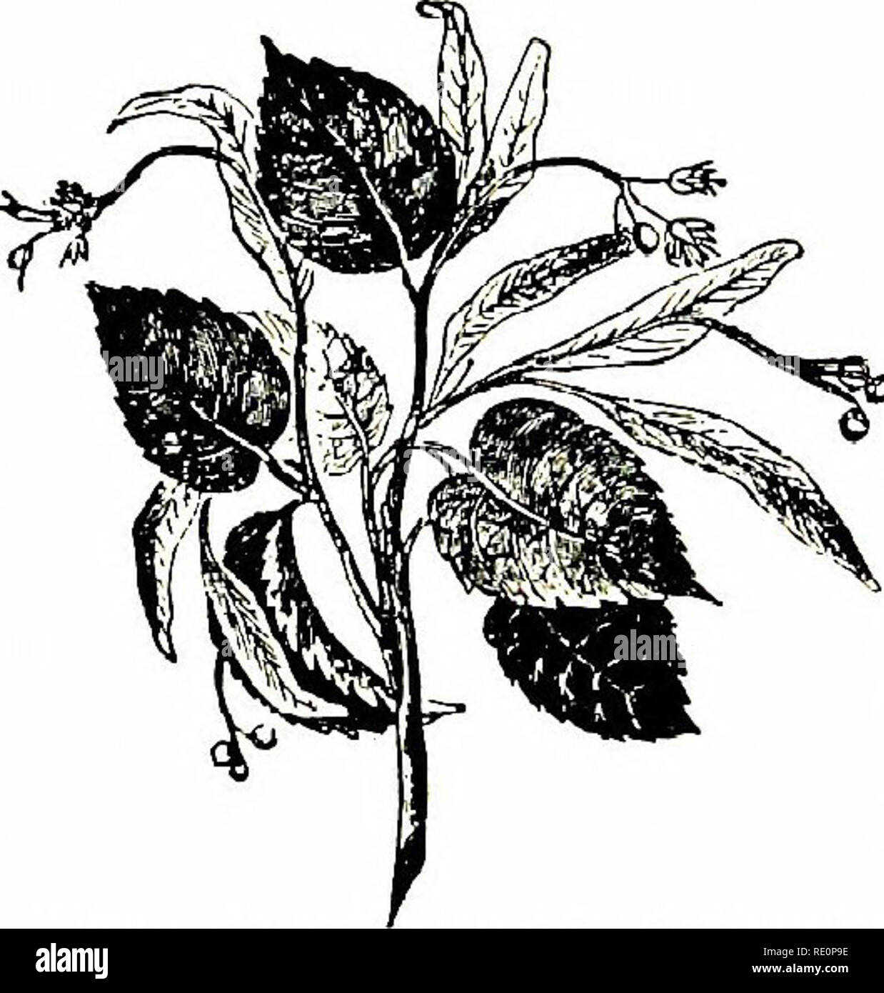 Mucilaginous fibres hi-res stock photography and images - Alamy