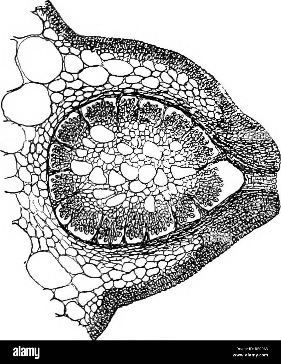 . Elementary botany. Botany. Fig. 128. Rhabdonia,branched portion of ...