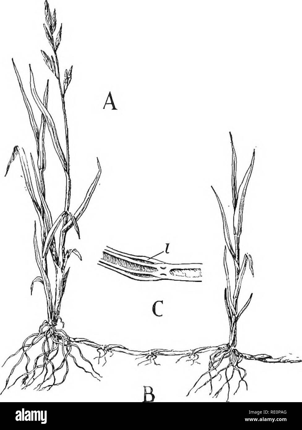Rhizomes bamboo hi-res stock photography and images - Alamy