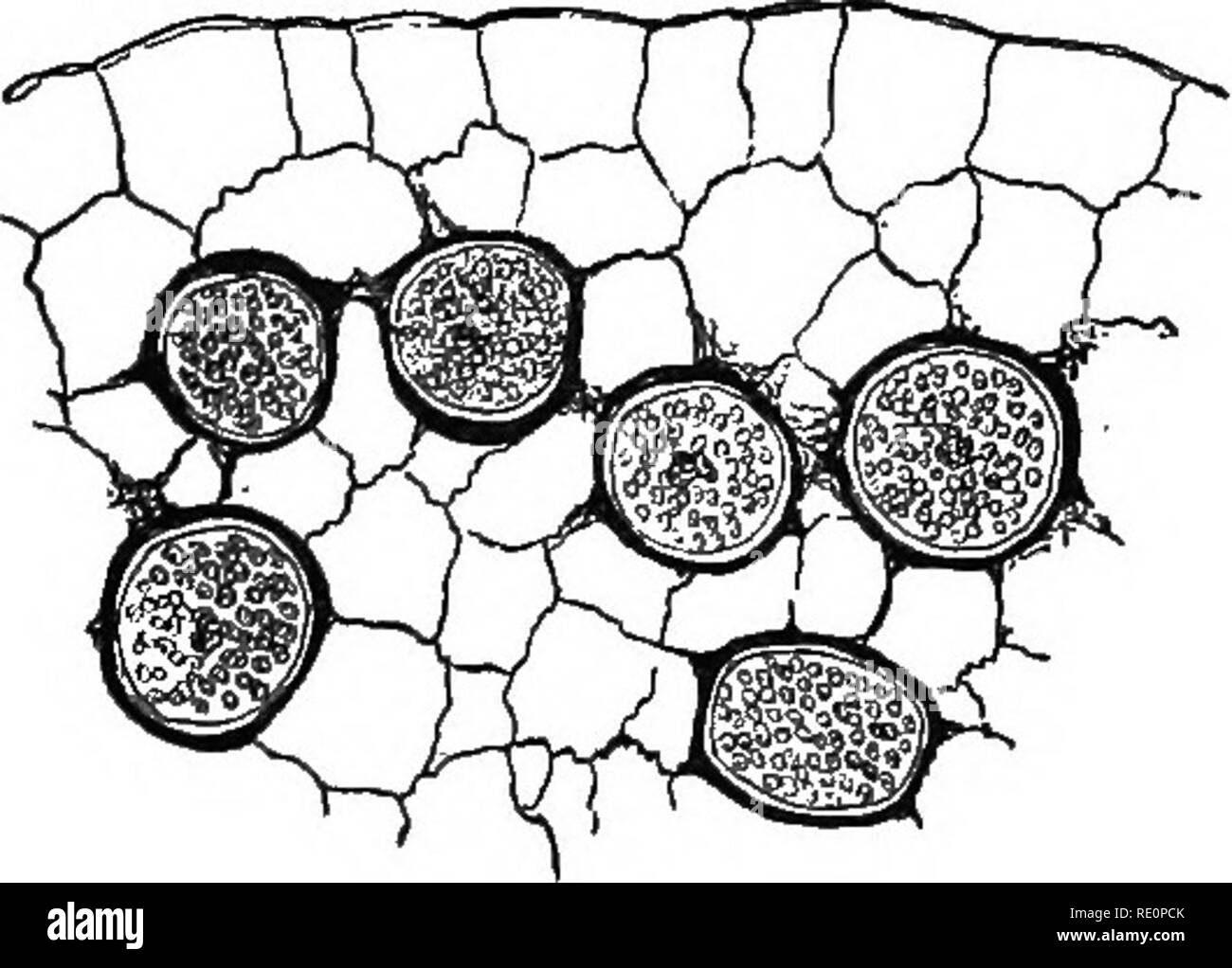 . Agricultural botany, theoretical and practical. Botany, Economic ...