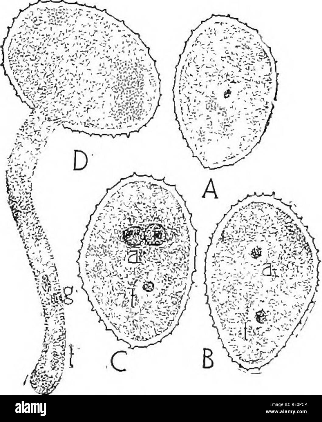 Male Gametophyte In Angiosperms