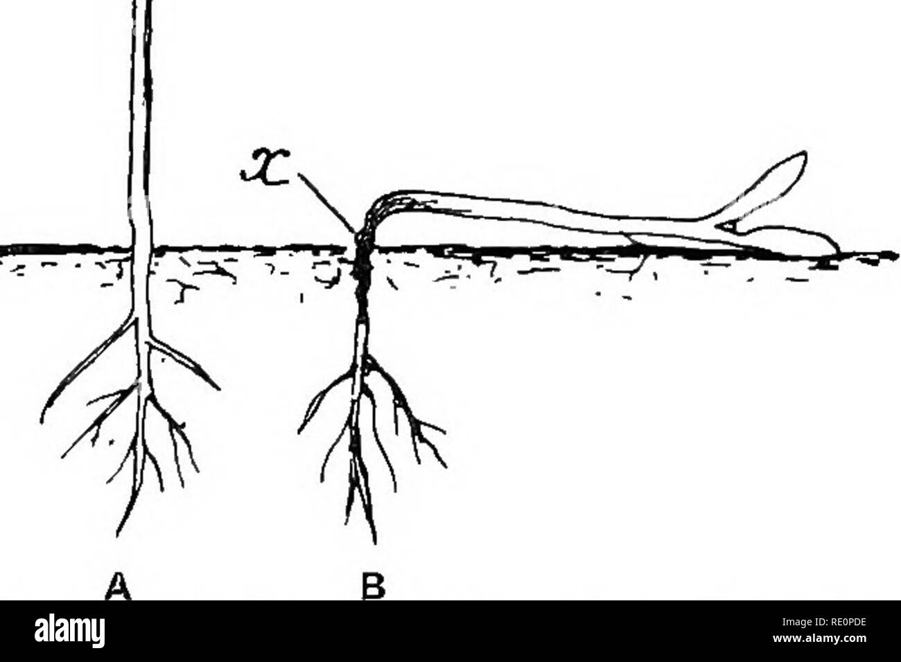 Damping off disease hi-res stock photography and images - Alamy