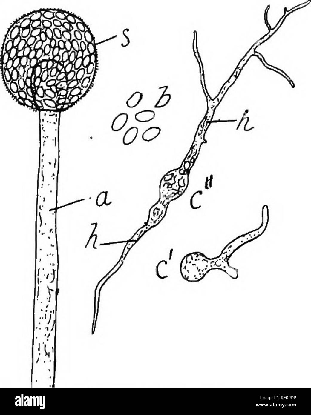 Zygomycota Rhizopus Asexual