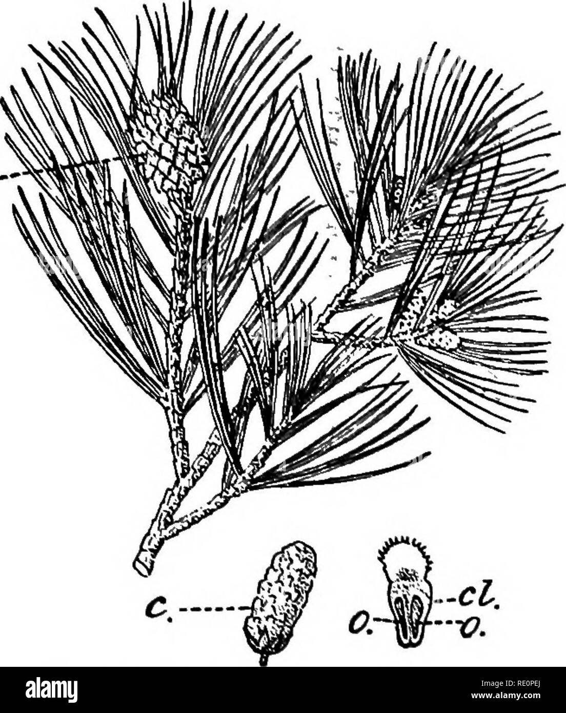 Cone Scales Of An Open Pine Cone High Resolution Stock Photography and ...