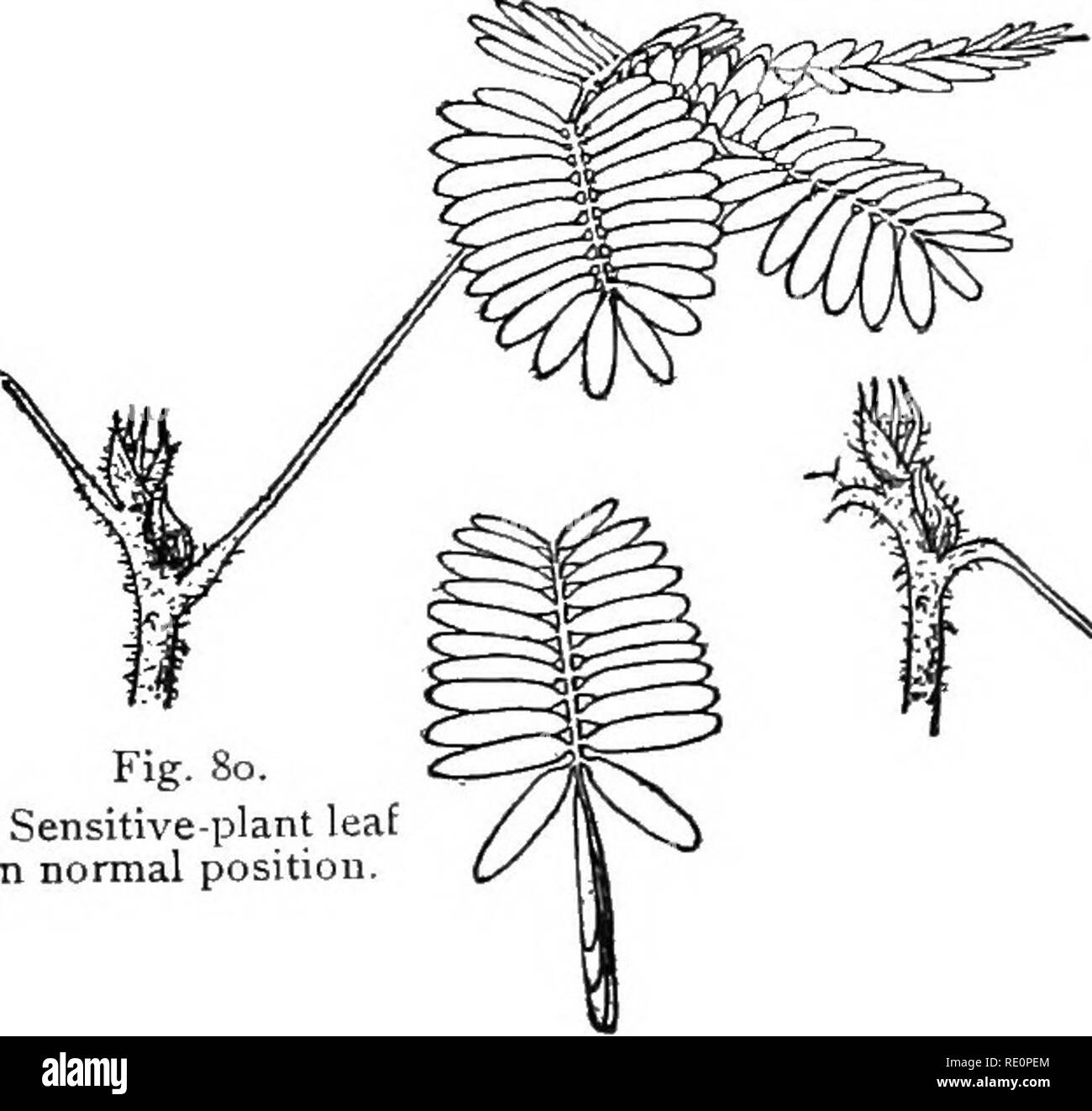 Mimosa Plant Black and White Stock Photos & Images - Alamy