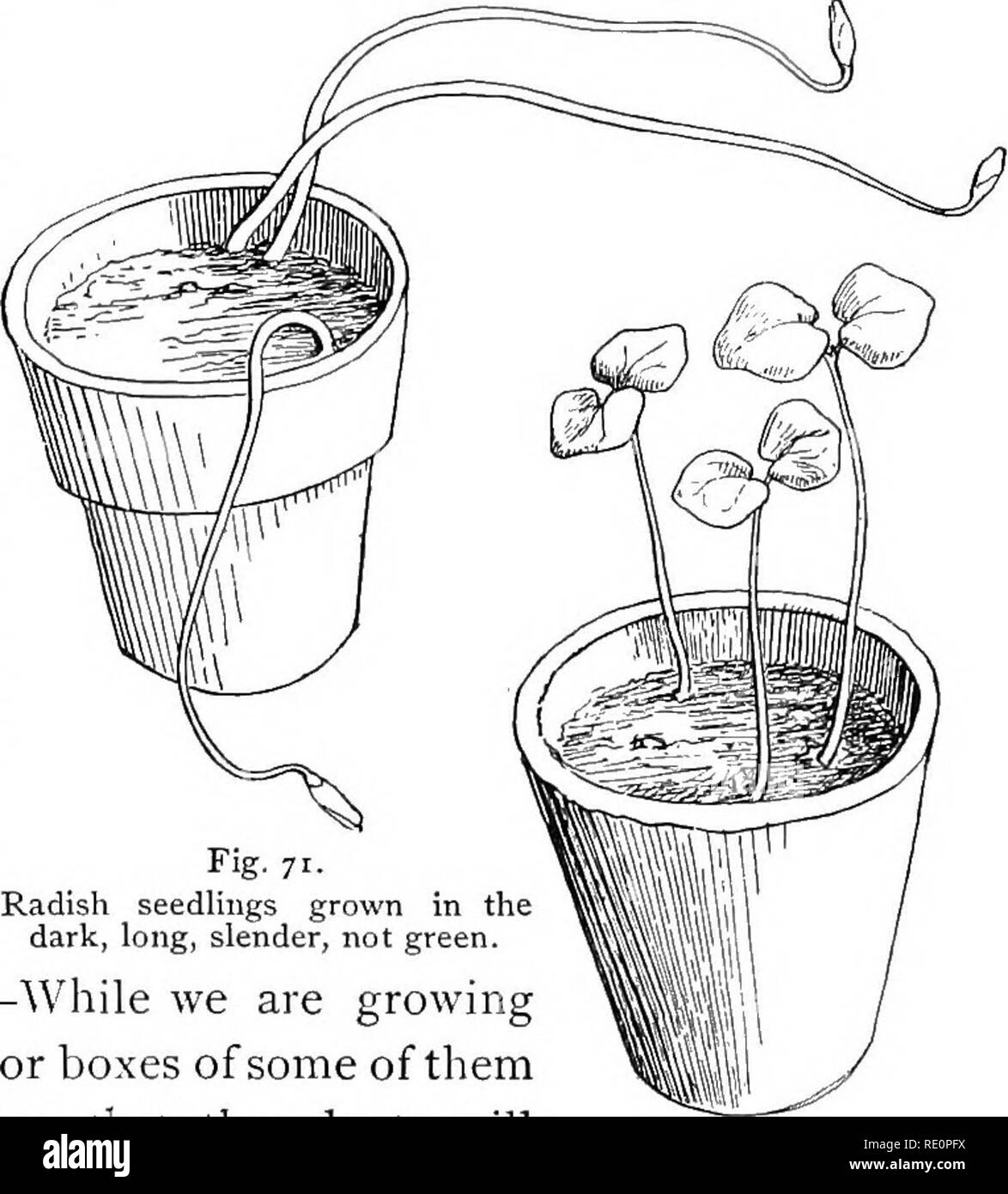 Light and dark in same plants growing Black and White Stock Photos ...