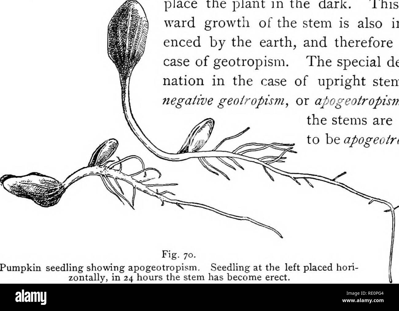 Earth pea Black and White Stock Photos & Images - Alamy
