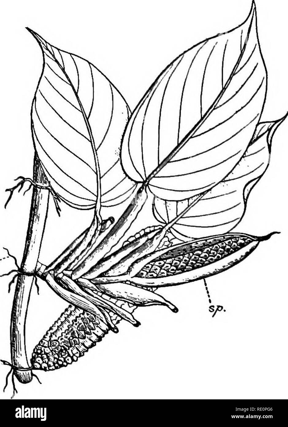 Pipul leaves hi-res stock photography and images - Alamy