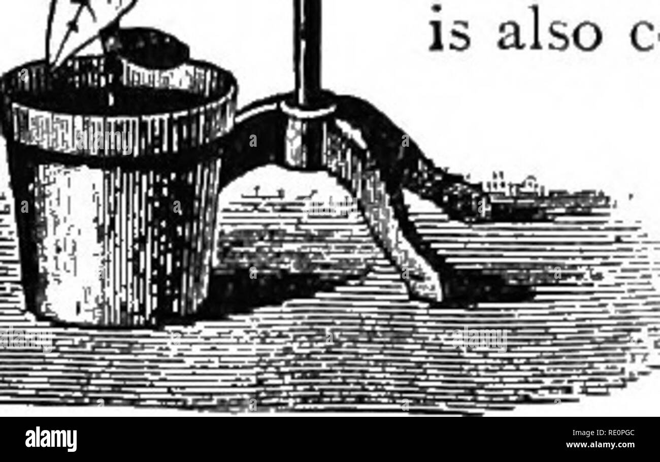 Stem elongation Black and White Stock Photos & Images - Alamy