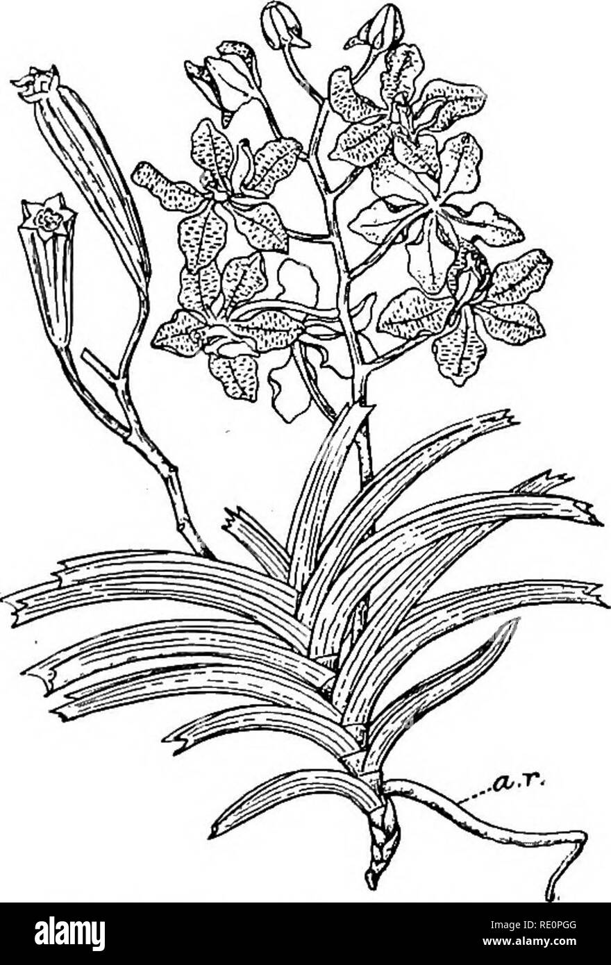 Sticky pollen pollen grains hi-res stock photography and images - Alamy