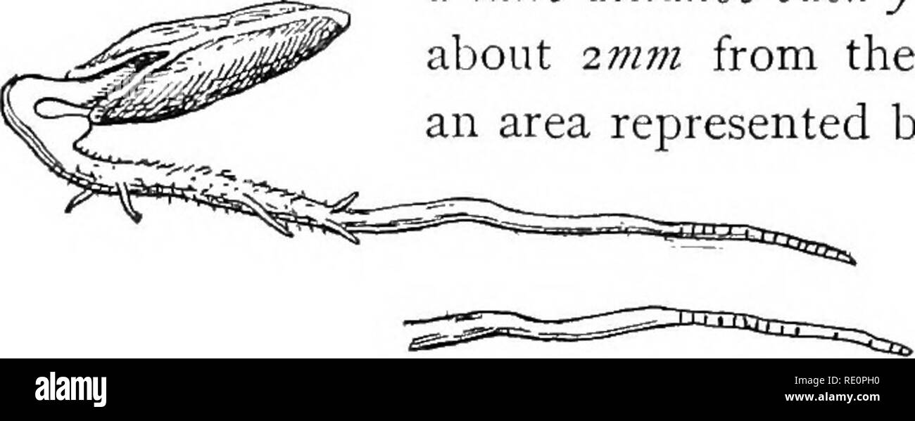 . Elementary botany. Botany. 78 PHYSIOLOGY. 186. The region of ...