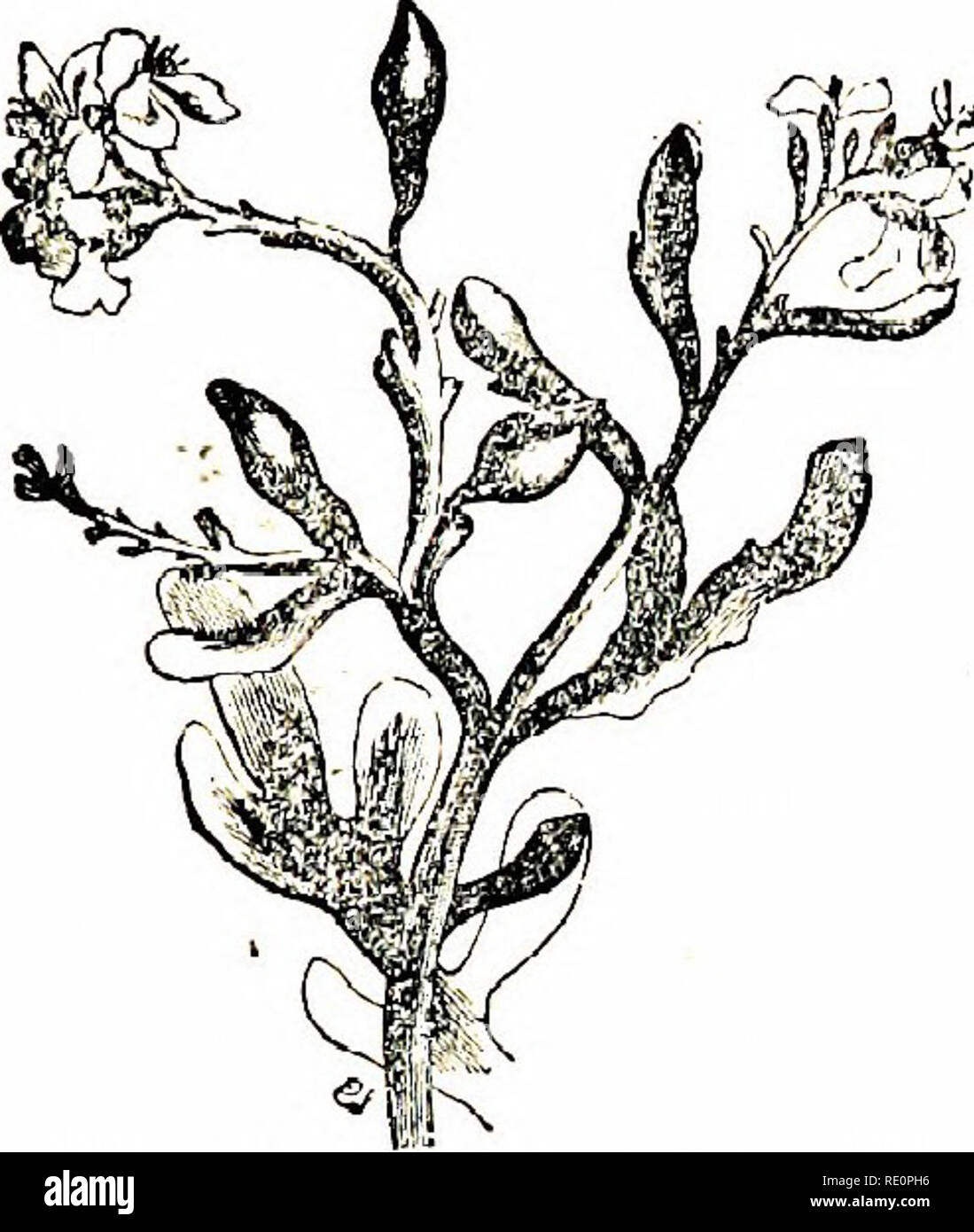 . Flowers of the field. Botany. 2,3 CRUCIFEROUS TRICE 4. D, miiralis ...