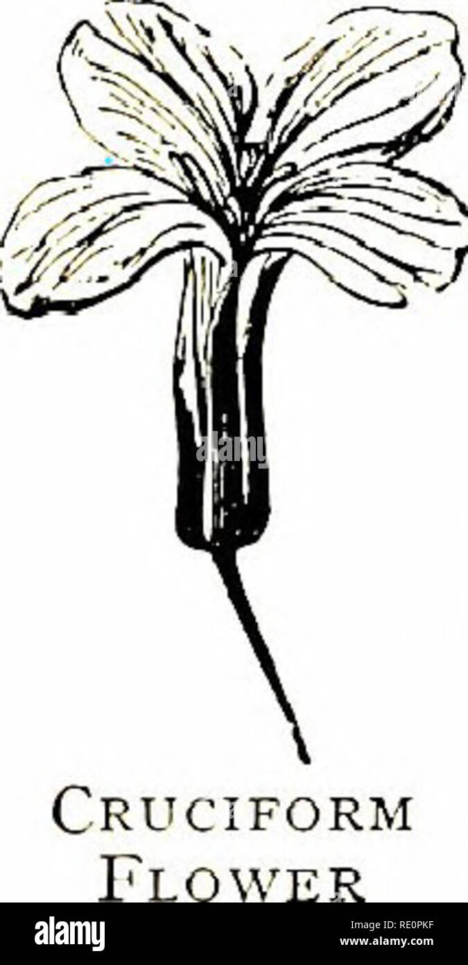 . Flowers of the field. Botany. j6 THALAMIFLORiE Natural Order VI ...