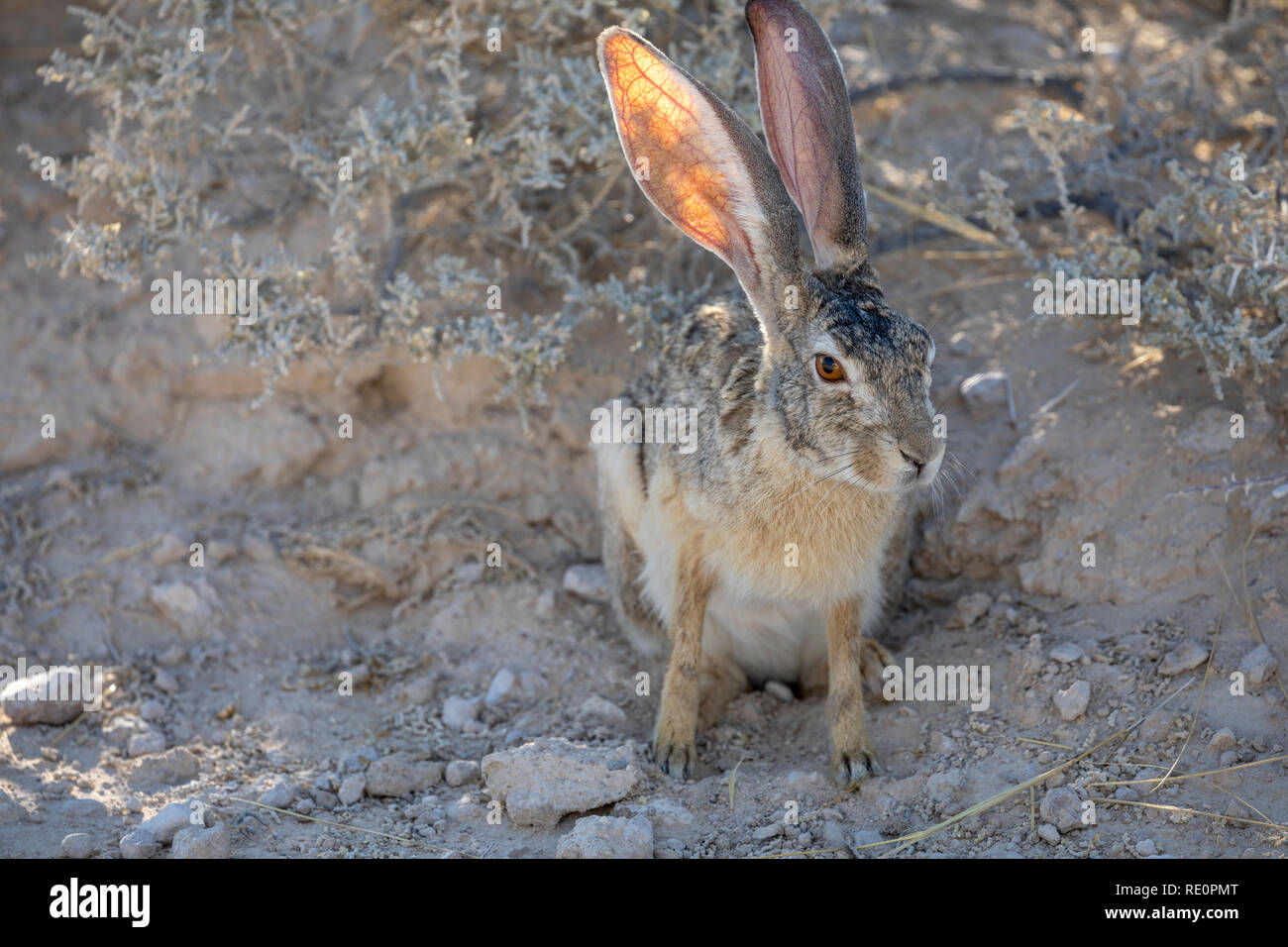 Scrub Hare (Lepus saxatilis Stock Photo - Alamy