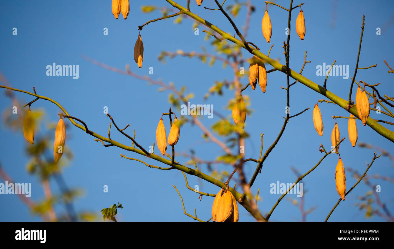 Tropical tree with large fruits against blue sky Stock Photo - Alamy