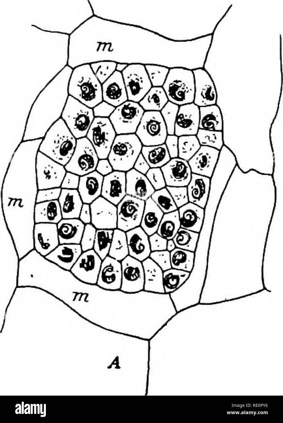 Marattiales hi-res stock photography and images - Alamy