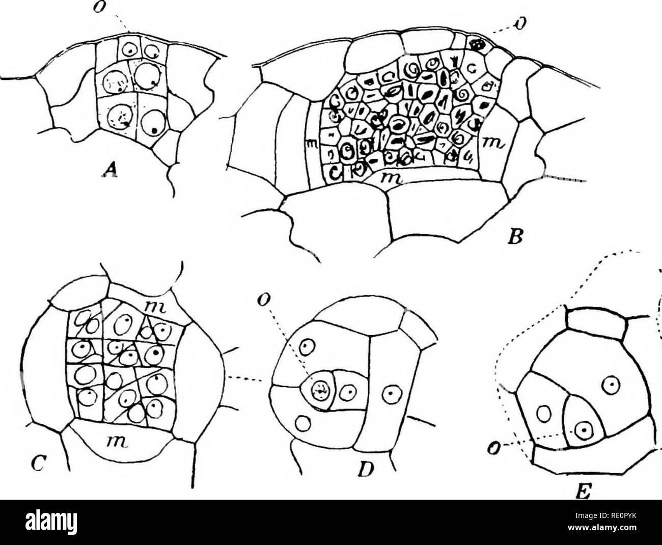 Neck groups Cut Out Stock Images & Pictures - Alamy