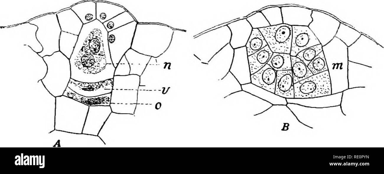 126 cm Cut Out Stock Images & Pictures - Alamy