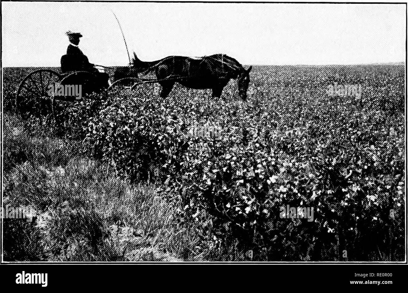 First early may peas Black and White Stock Photos & Images - Alamy