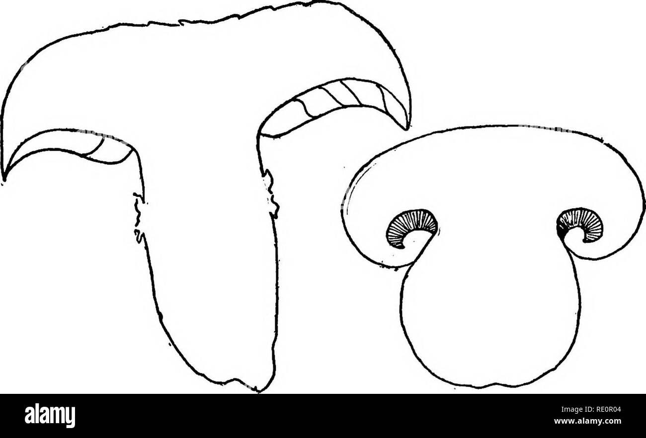 Convex pileus Black and White Stock Photos & Images - Alamy