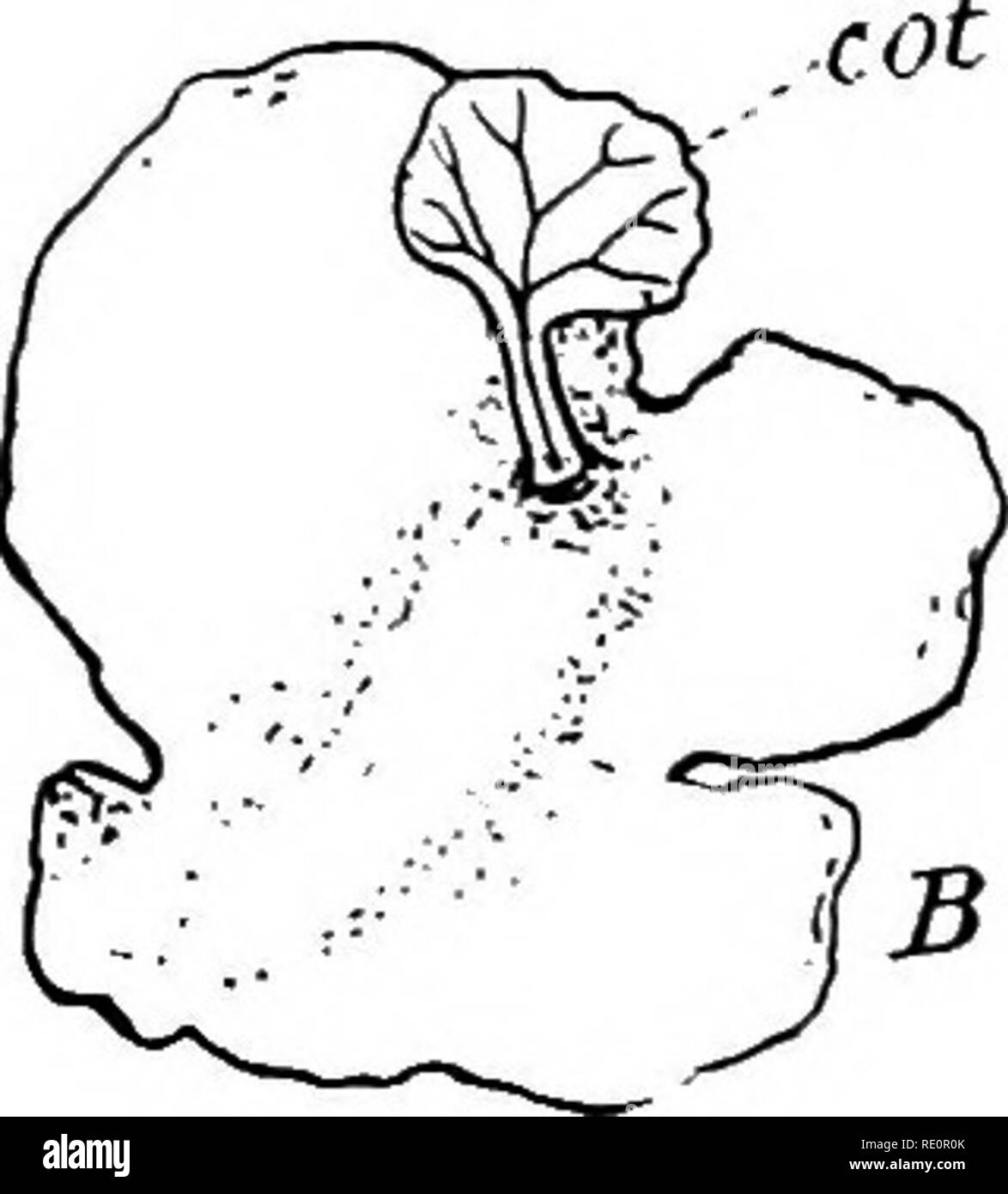 . The Eusporangiatae; the comparative morphology of the Ophioglossaceae ...