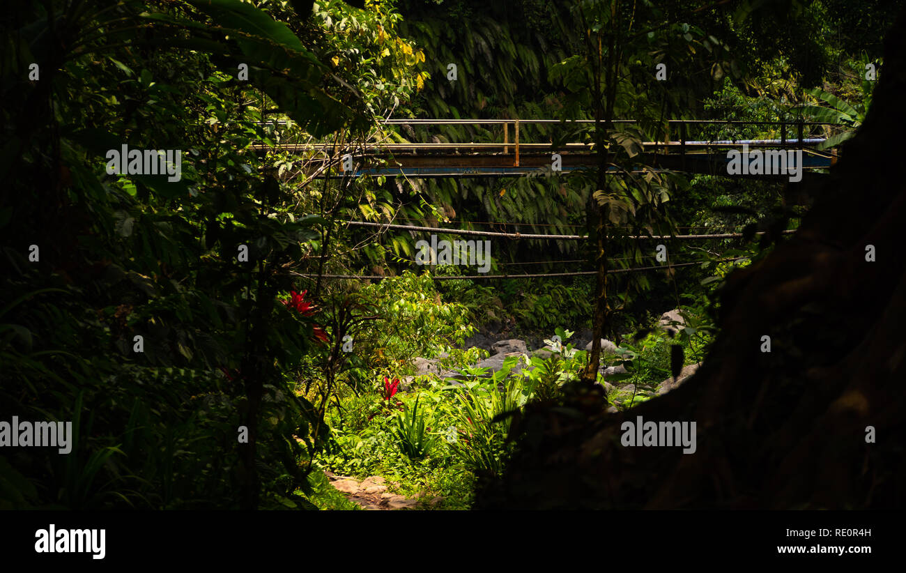 old bridge in jungle rainforest. jungle landscape river in rainforest ...