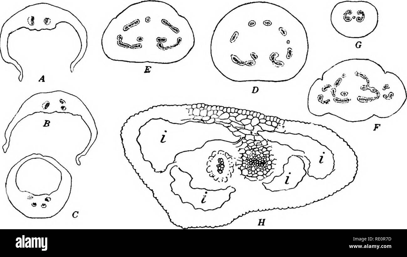 . The Eusporangiatae; the comparative morphology of the Ophioglossaceae ...
